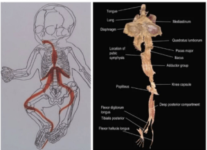 Healing Through the Tongue-Toe Fascia Connection – Maitreya Wisdom